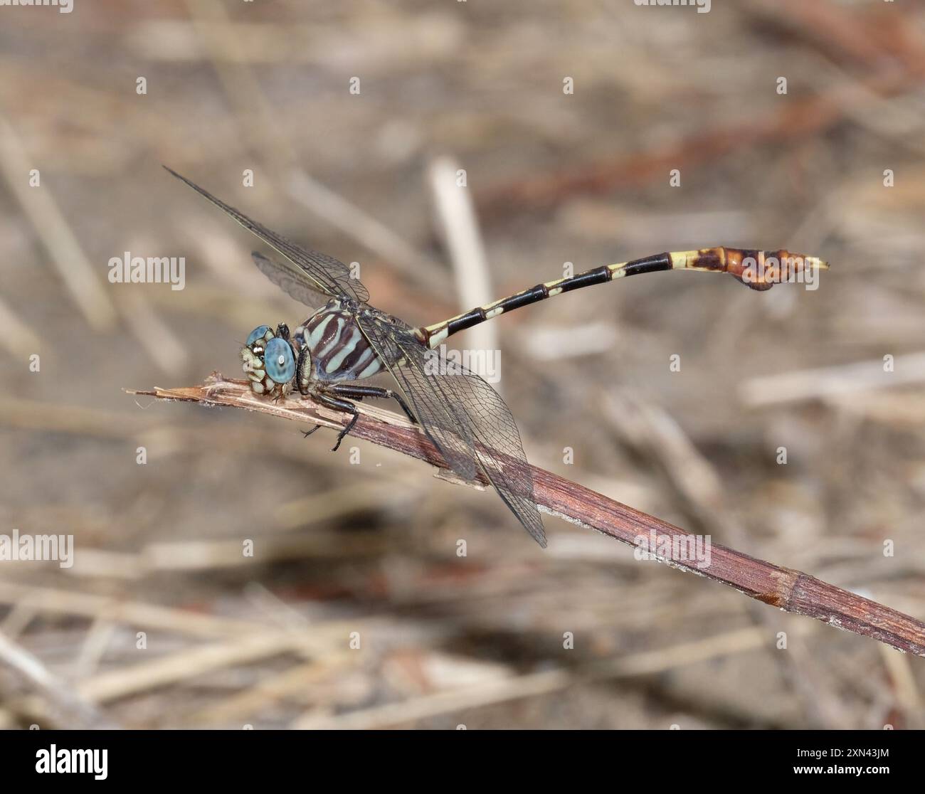 Phyllogomphoides albrighti hi-res stock photography and images - Alamy