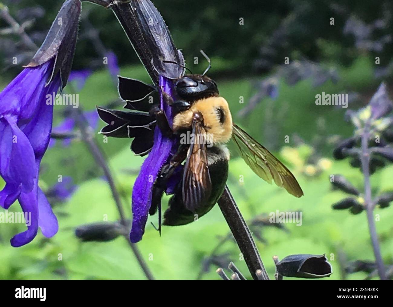Eastern Carpenter Bee (Xylocopa virginica) Insecta Stock Photo - Alamy