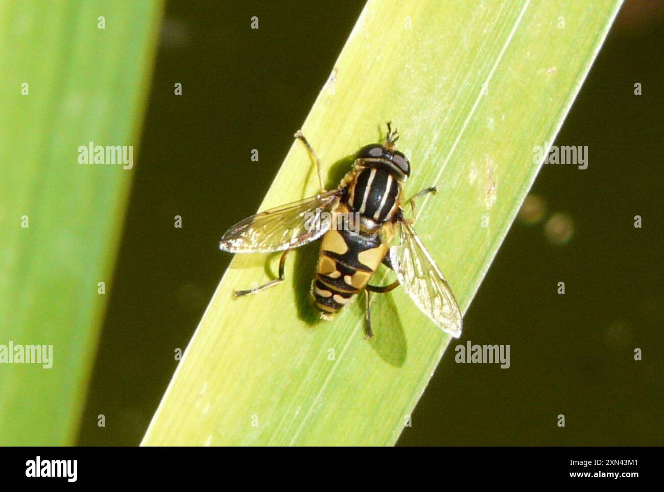 Sun Fly (Helophilus pendulus) Insecta Stock Photo - Alamy