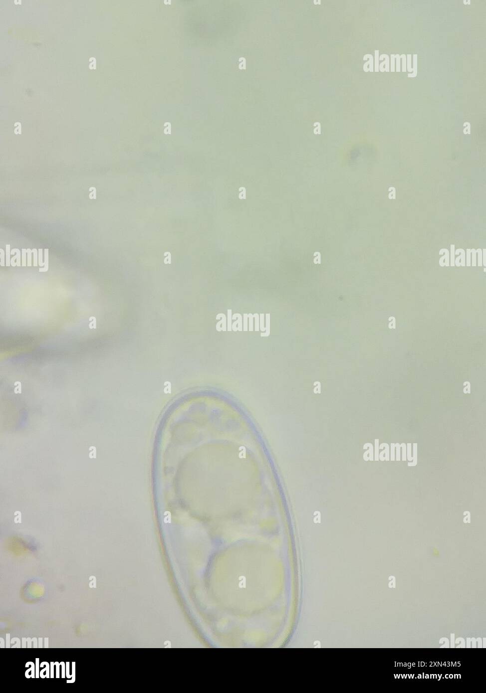 Copper Penny Fungus (Pachyella clypeata) Fungi Stock Photo - Alamy