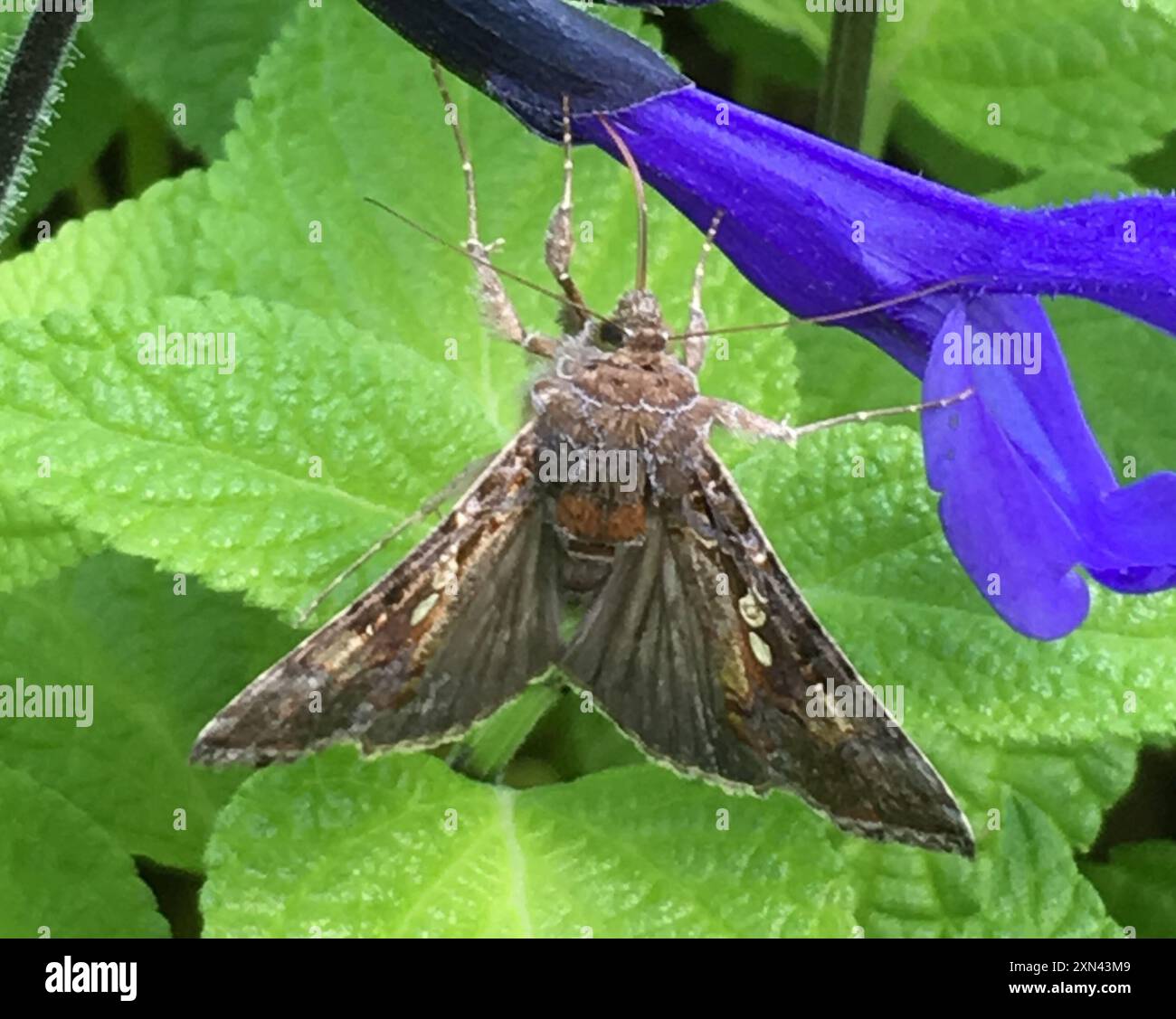 Plusiine Looper Moths (Plusiinae) Insecta Stock Photo - Alamy