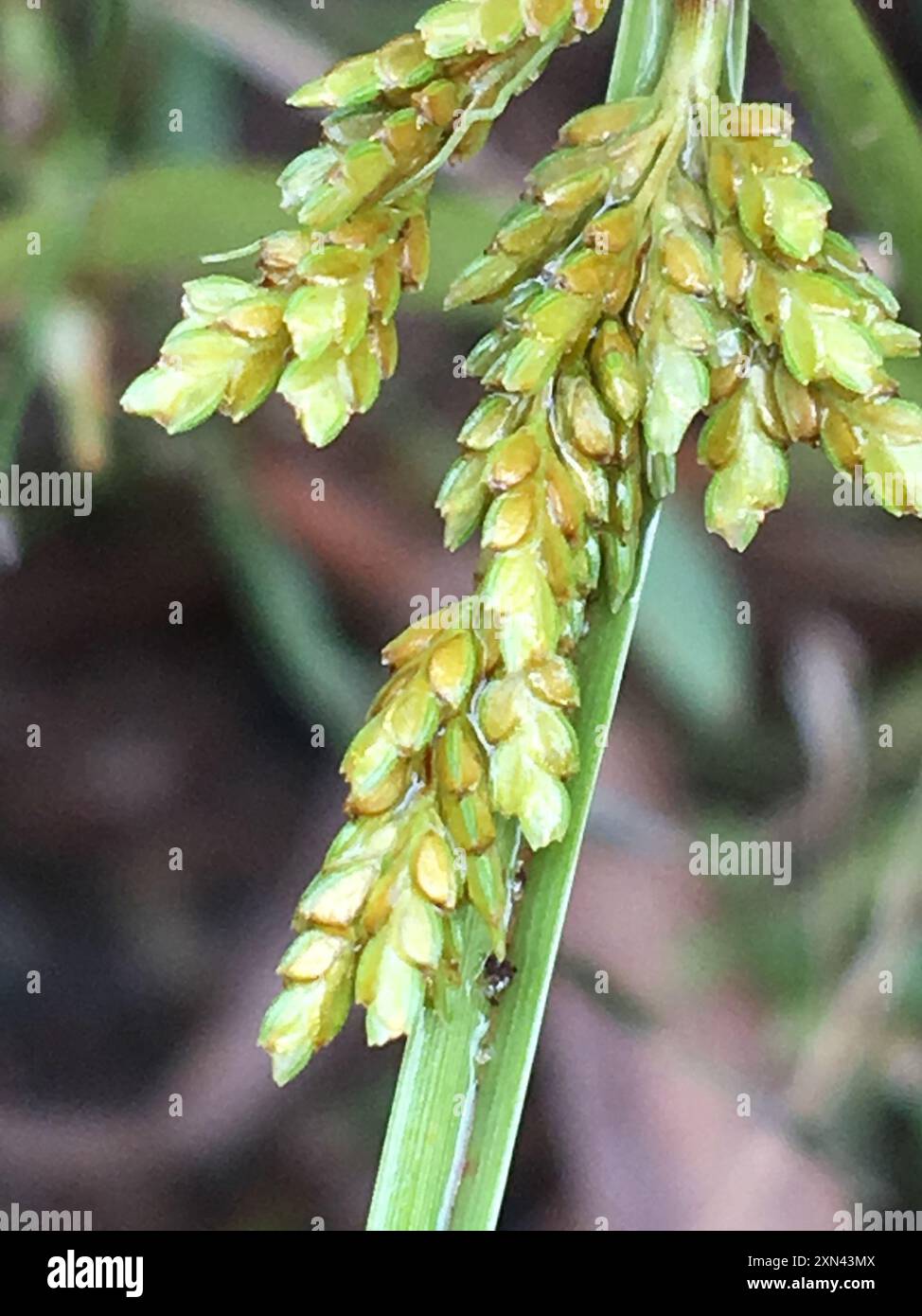Rice flat-sedge (Cyperus iria) Plantae Stock Photo - Alamy