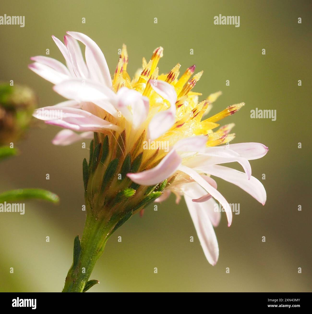 hairy white oldfield aster (Symphyotrichum pilosum) Plantae Stock Photo ...
