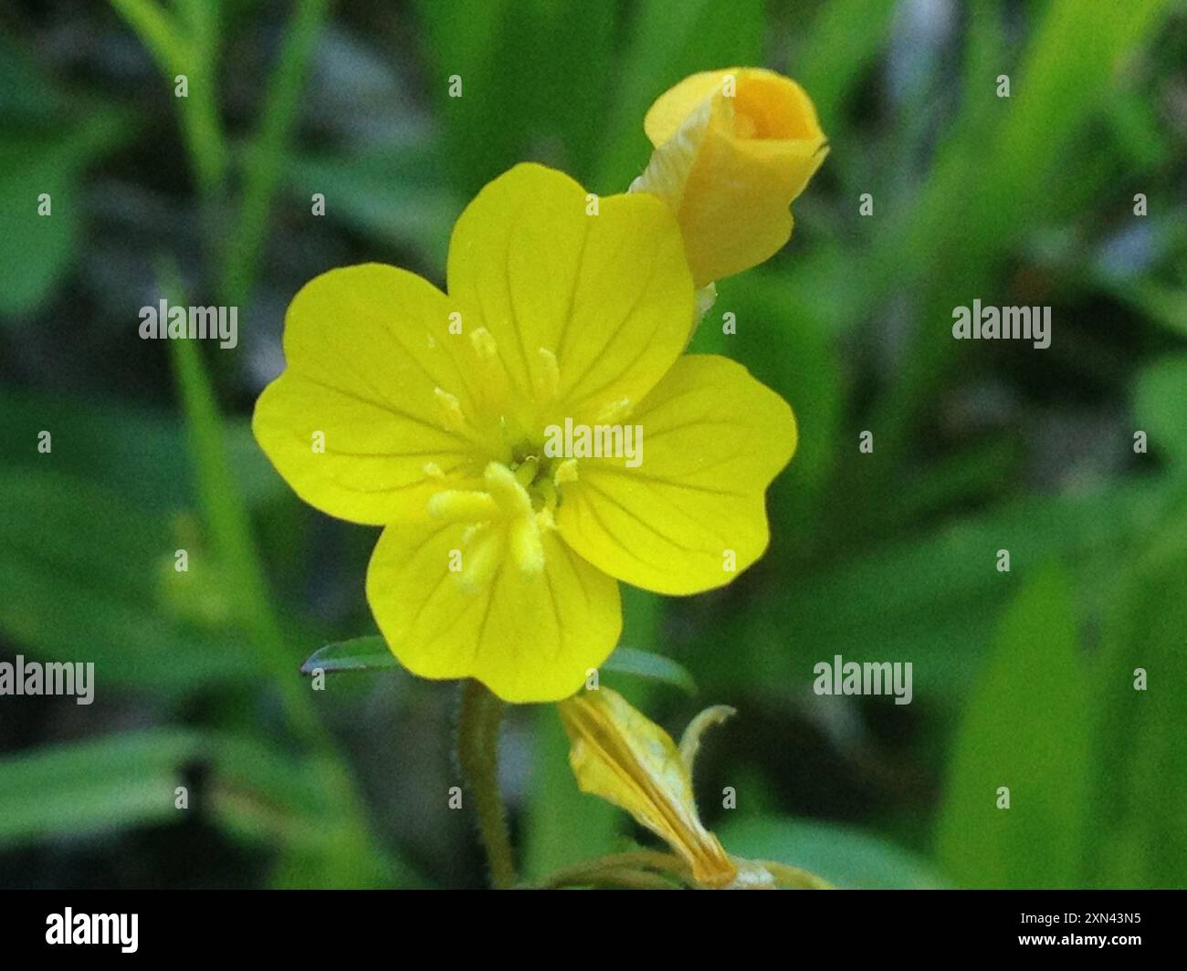 Small Sundrops (Oenothera perennis) Plantae Stock Photo - Alamy