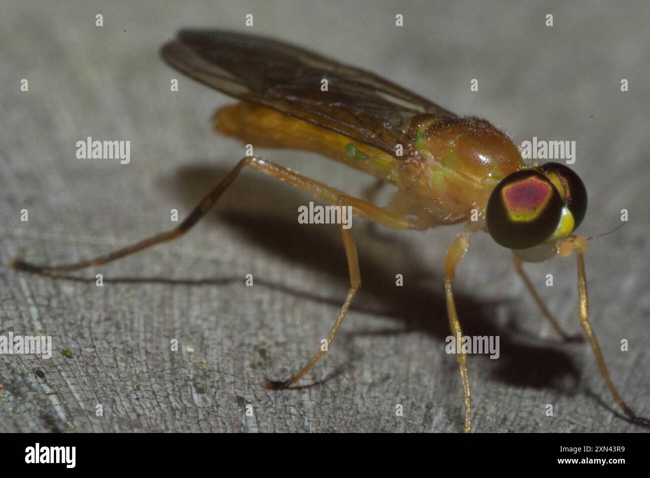 Compost Fly (Ptecticus trivittatus) Insecta Stock Photo - Alamy