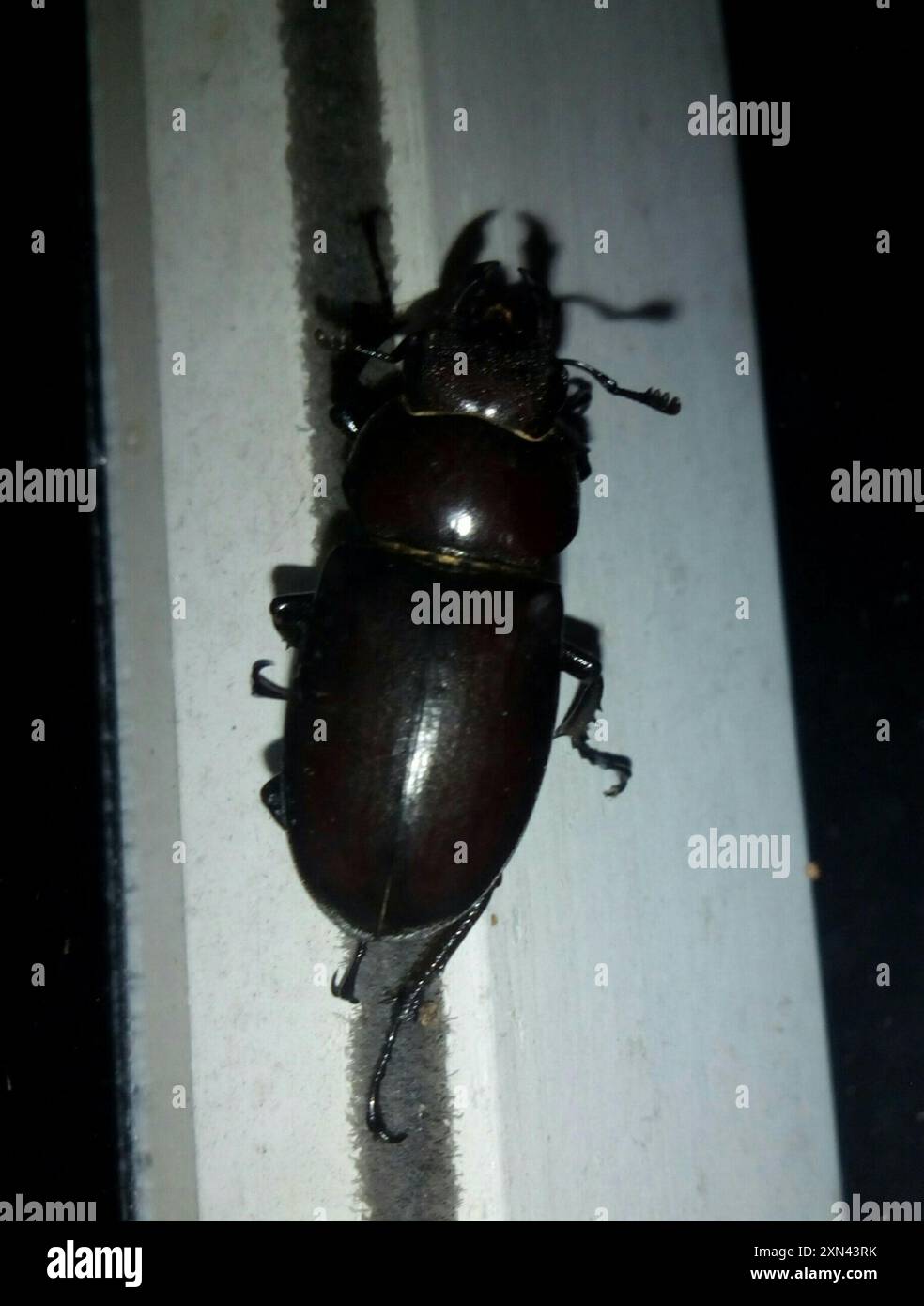 Giant Stag Beetle (Lucanus elaphus) Insecta Stock Photo - Alamy