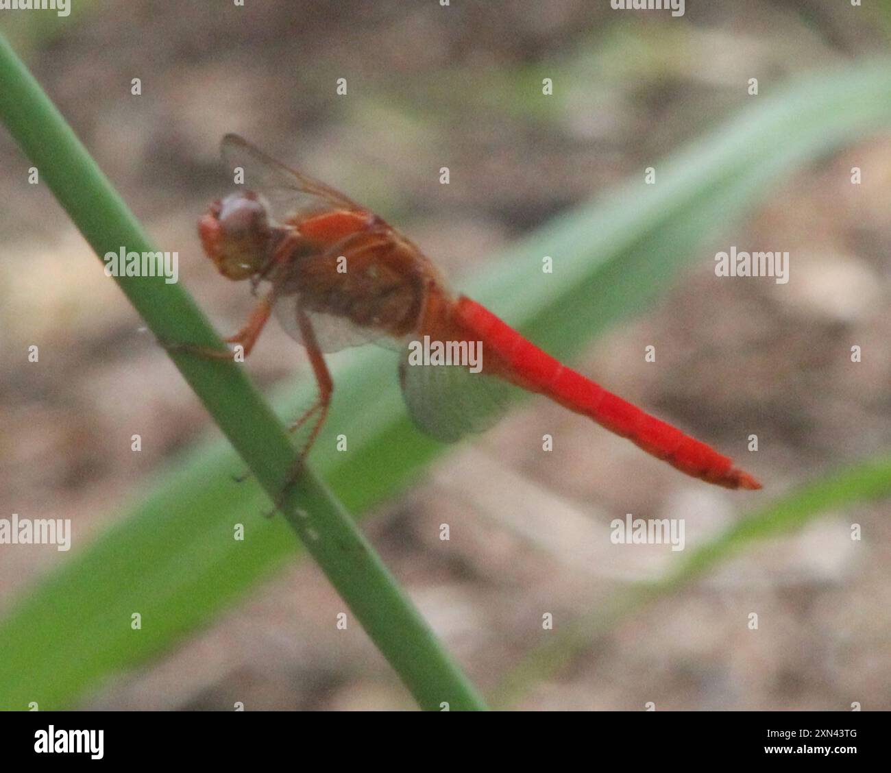 Neon Skimmer (Libellula croceipennis) Insecta Stock Photo - Alamy