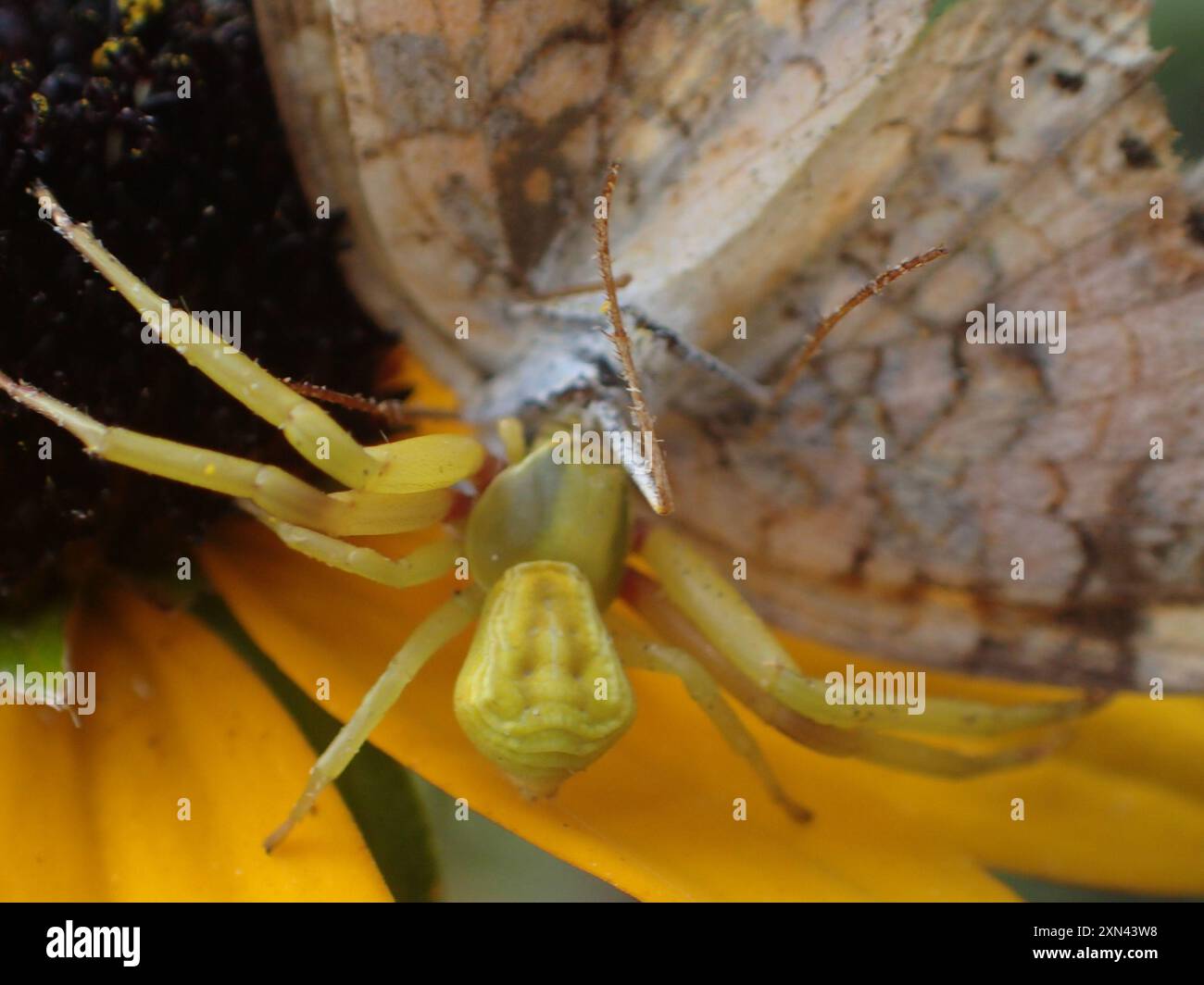 White-banded Crab Spider (Misumenoides formosipes) Arachnida Stock ...