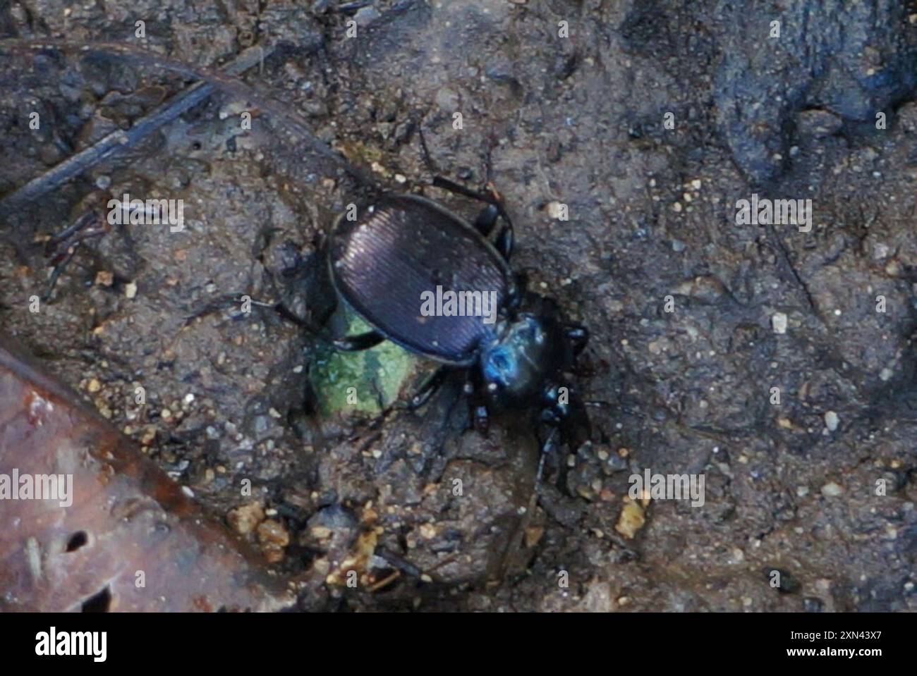 Small Snail-eating Ground Beetle (Sphaeroderus stenostomus) Insecta ...