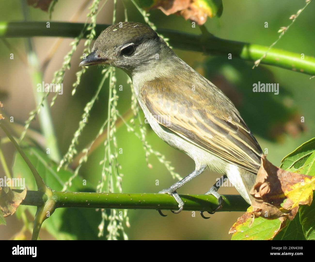 White-winged Becard (Pachyramphus polychopterus) Aves Stock Photo - Alamy