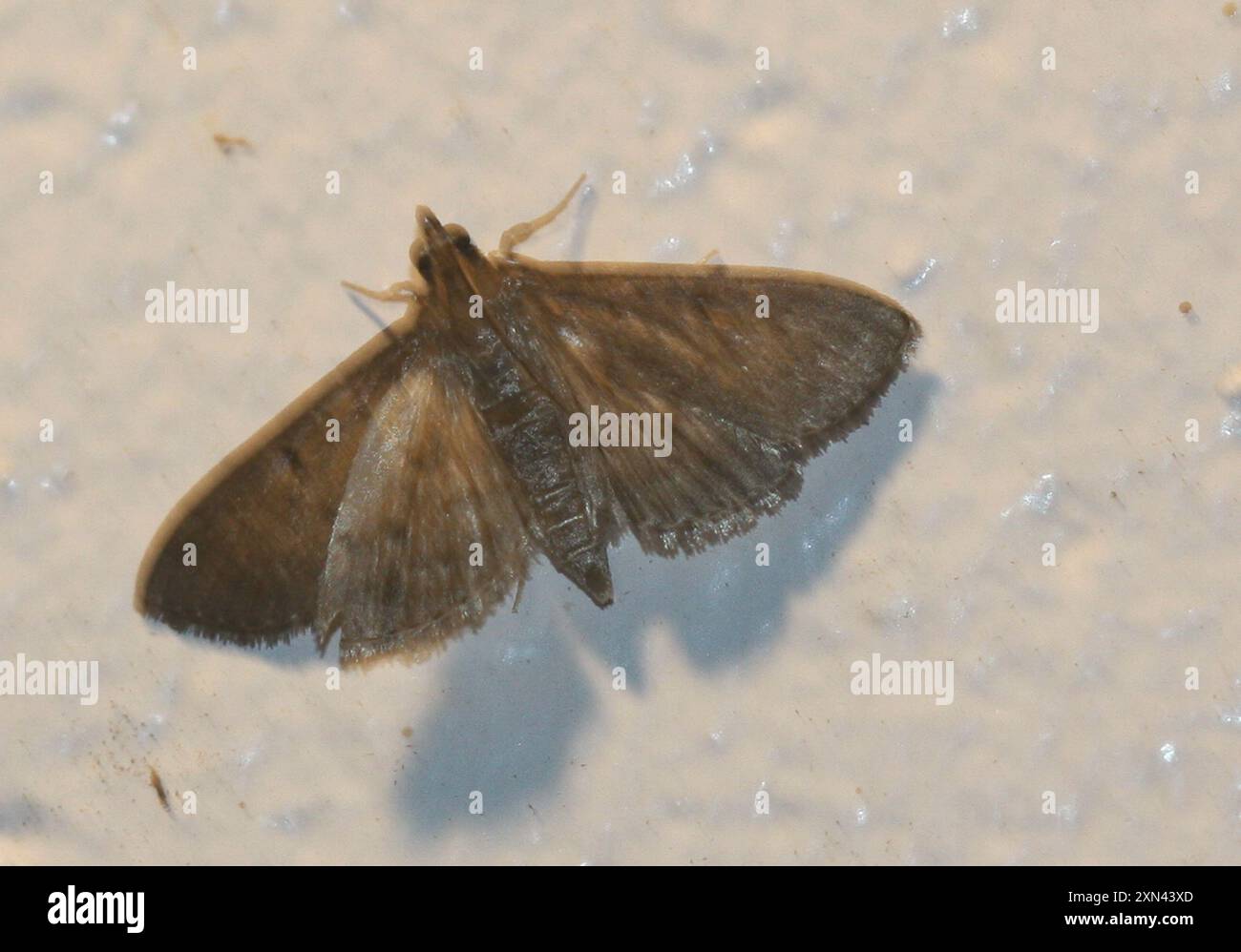 Herpetogramma licarsisalis hi-res stock photography and images - Alamy