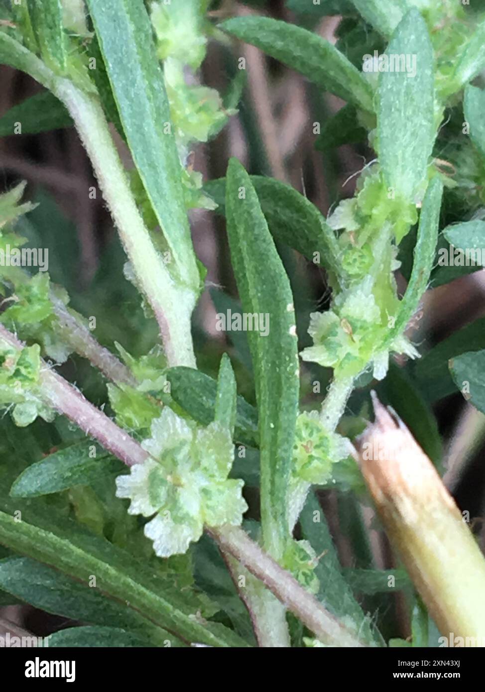 Winged Pigweed (Dysphania atriplicifolia) Plantae Stock Photo - Alamy