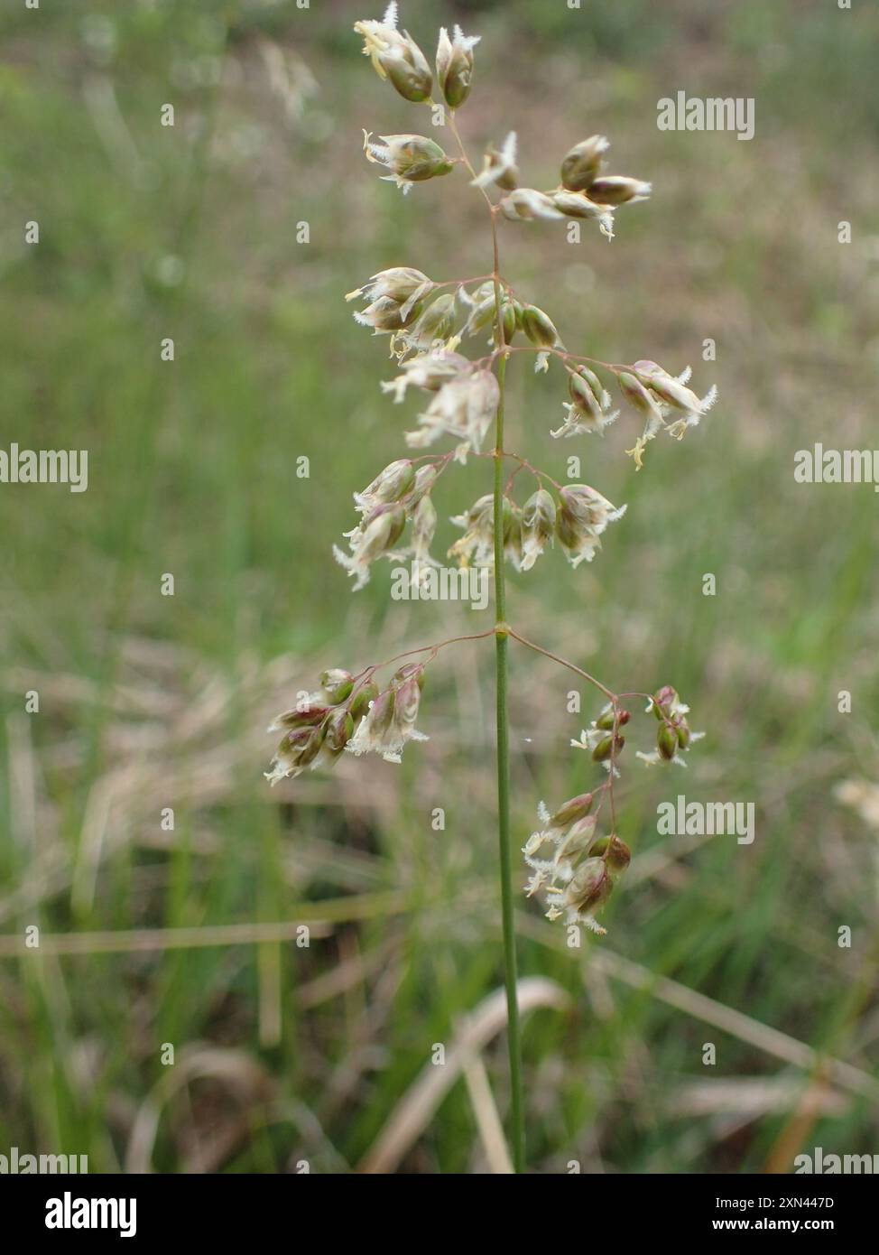 northern sweetgrass (Anthoxanthum hirtum) Plantae Stock Photo - Alamy