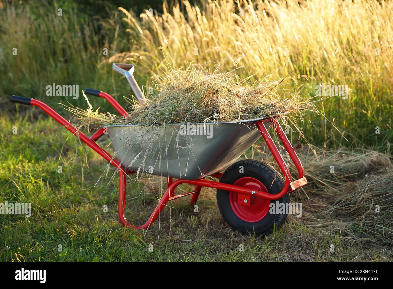One wheelbarrow full of mown grass outdoors Stock Photo - Alamy
