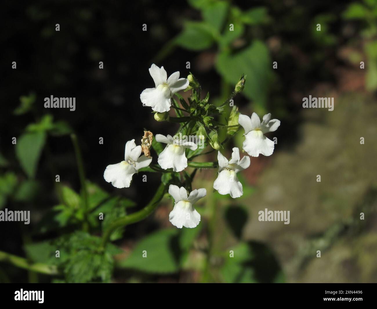 Common Lionface (Nemesia floribunda) Plantae Stock Photo - Alamy