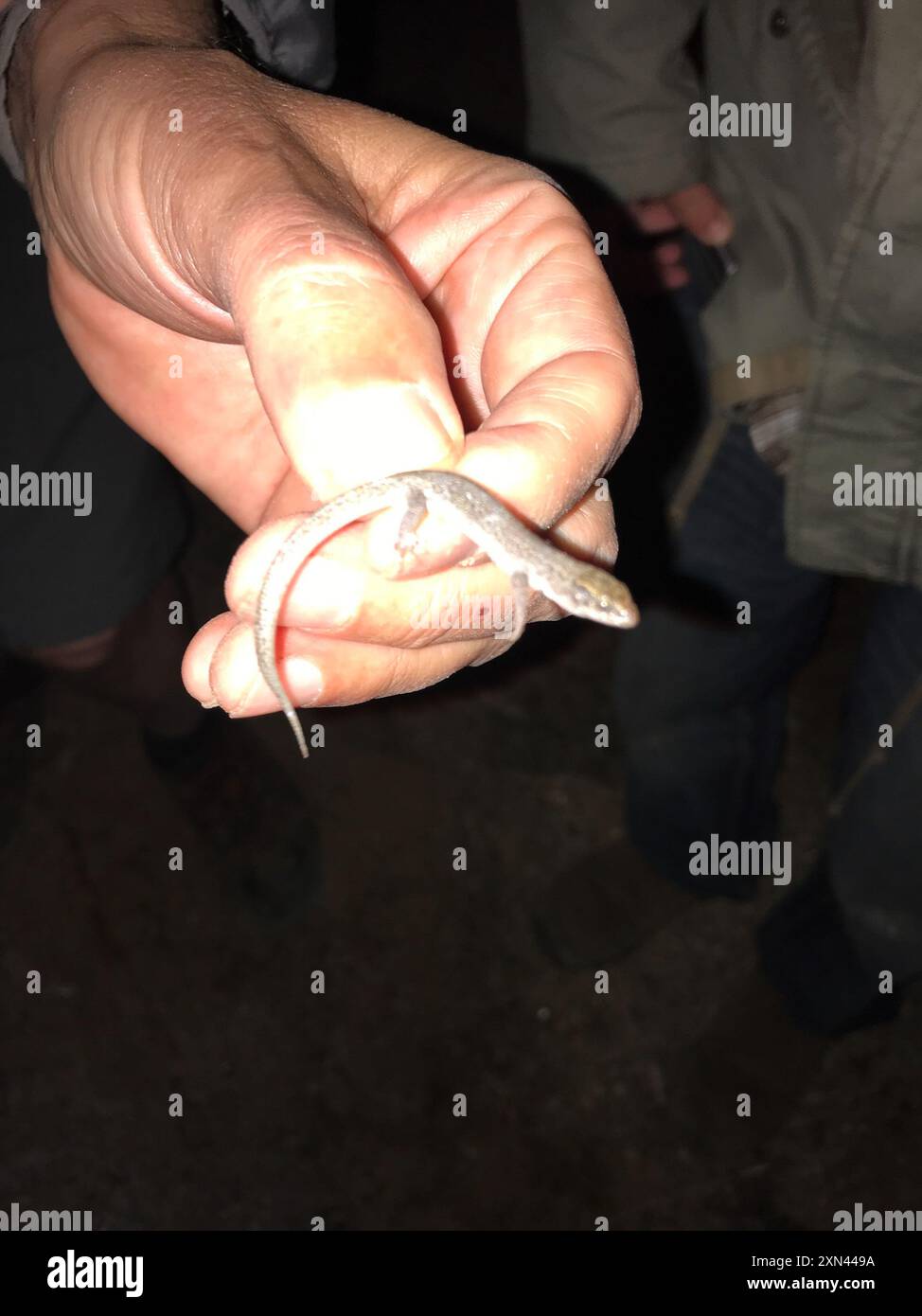 Desert Night Lizard (Xantusia vigilis) Reptilia Stock Photo - Alamy