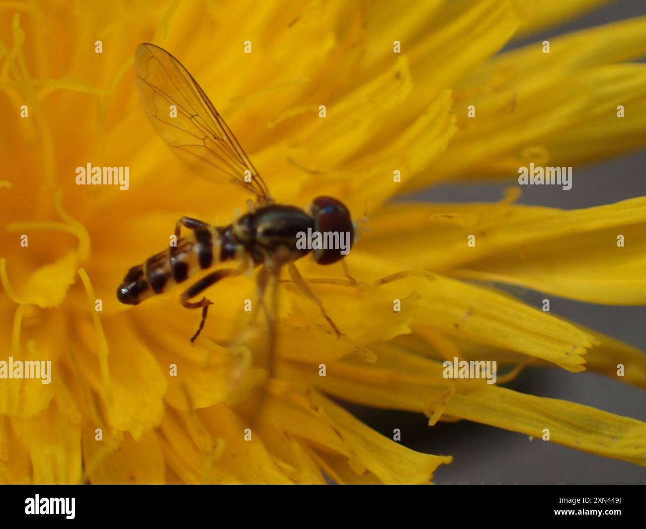 Eastern Calligrapher (Toxomerus geminatus) Insecta Stock Photo - Alamy