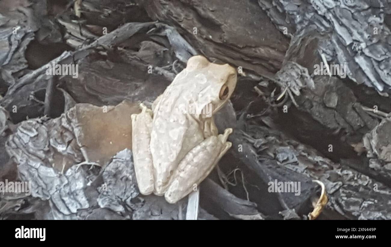 Cuban Tree Frog (Osteopilus septentrionalis) Amphibia Stock Photo - Alamy