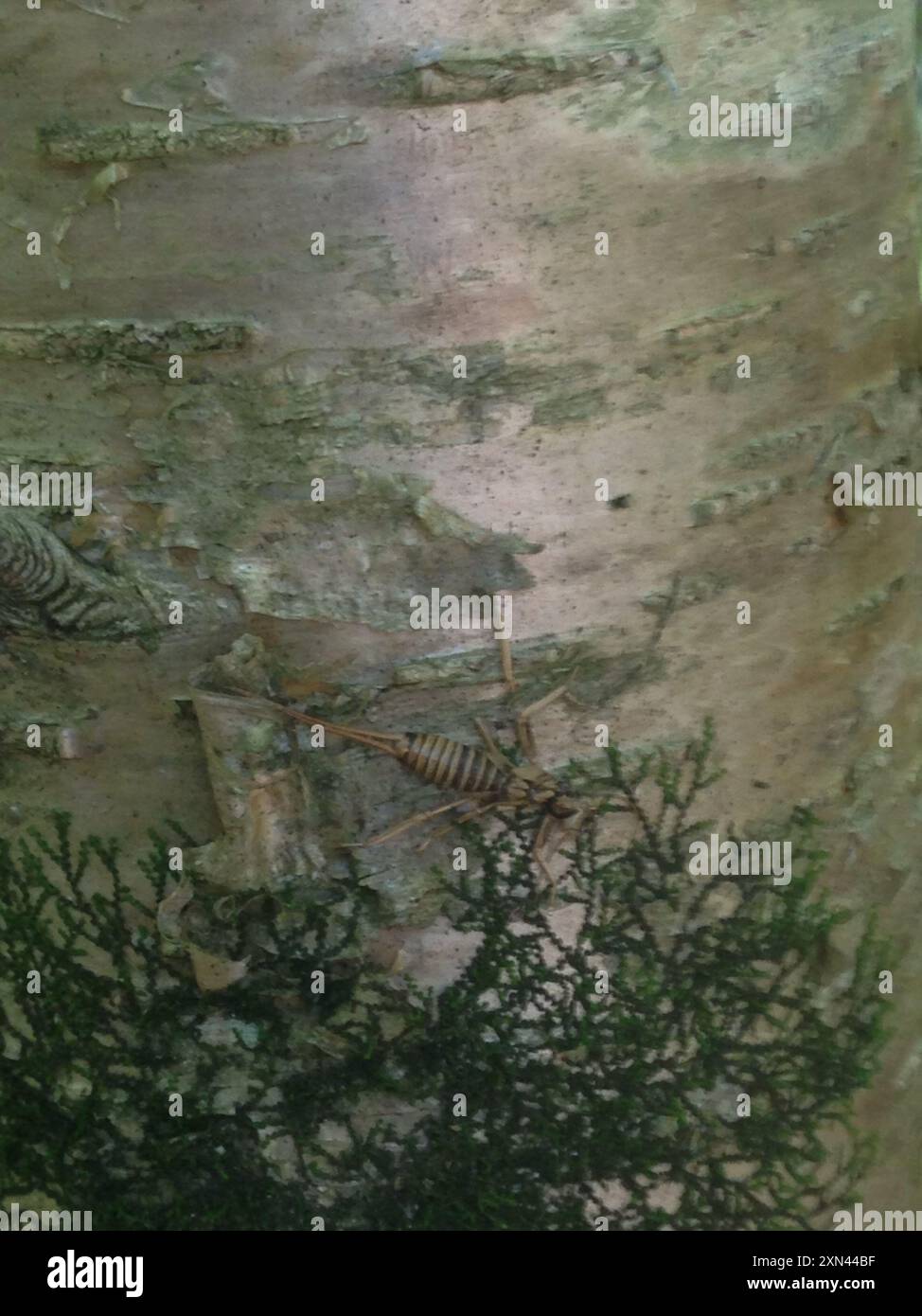 Common Stoneflies (Perlidae) Insecta Stock Photo - Alamy