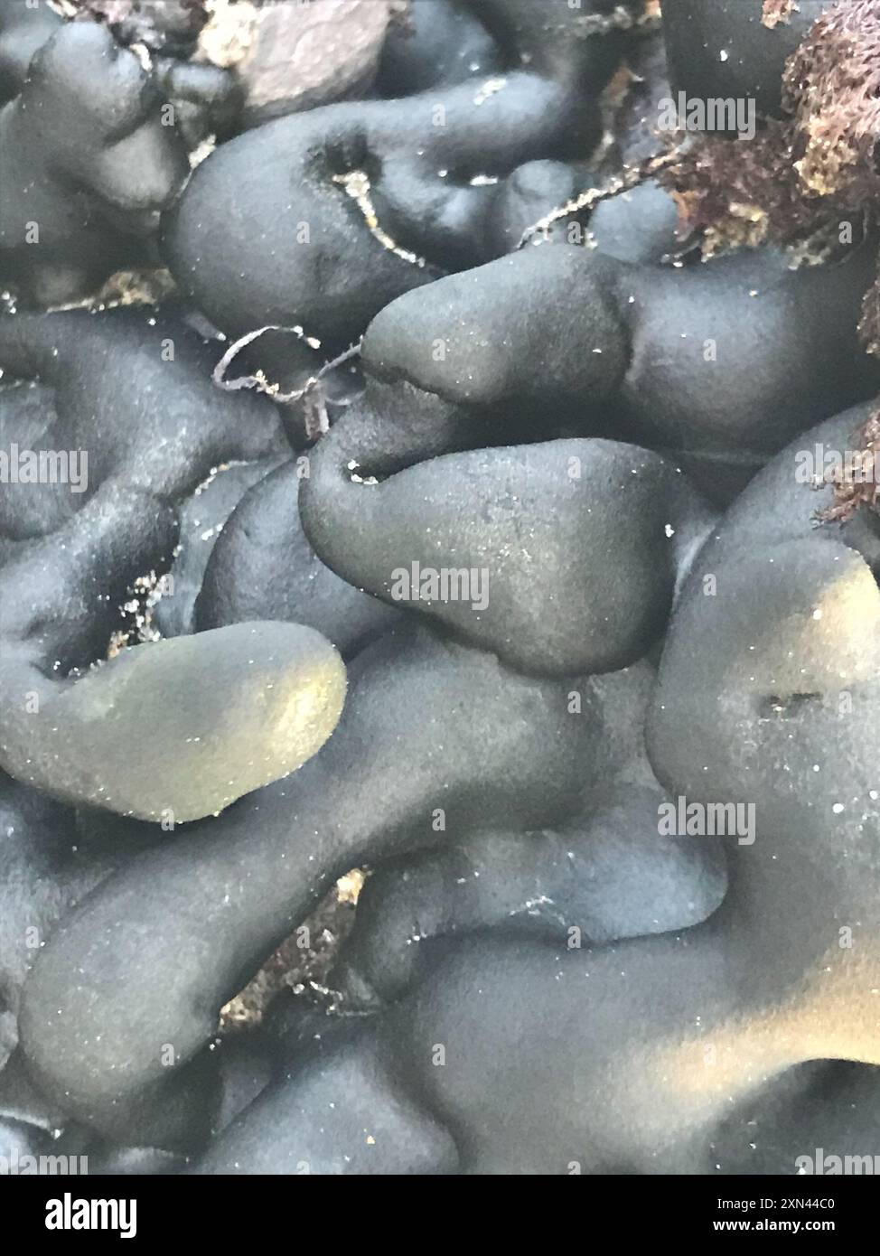 green spongy cushion (Codium setchellii) Plantae Stock Photo - Alamy