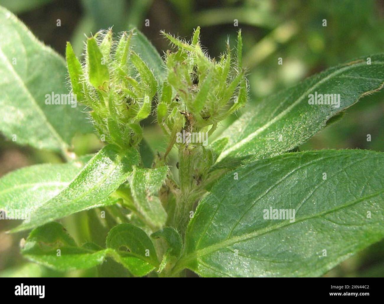 Yellow Justicia (Justicia flava) Plantae Stock Photo - Alamy