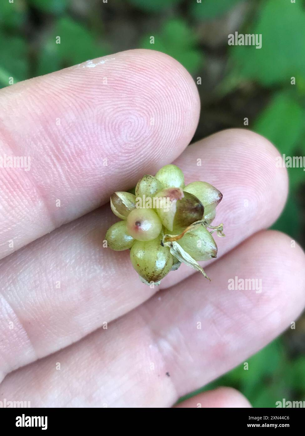 Canadian Meadow garlic (Allium canadense) Plantae Stock Photo - Alamy