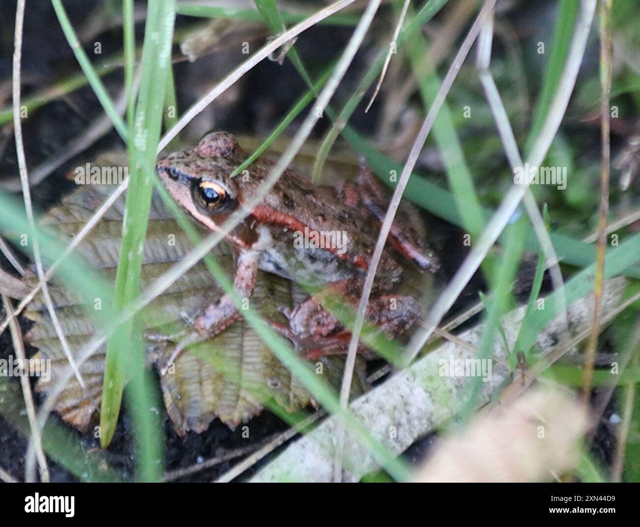 Northern Red-legged Frog (Rana aurora) Amphibia Stock Photo - Alamy