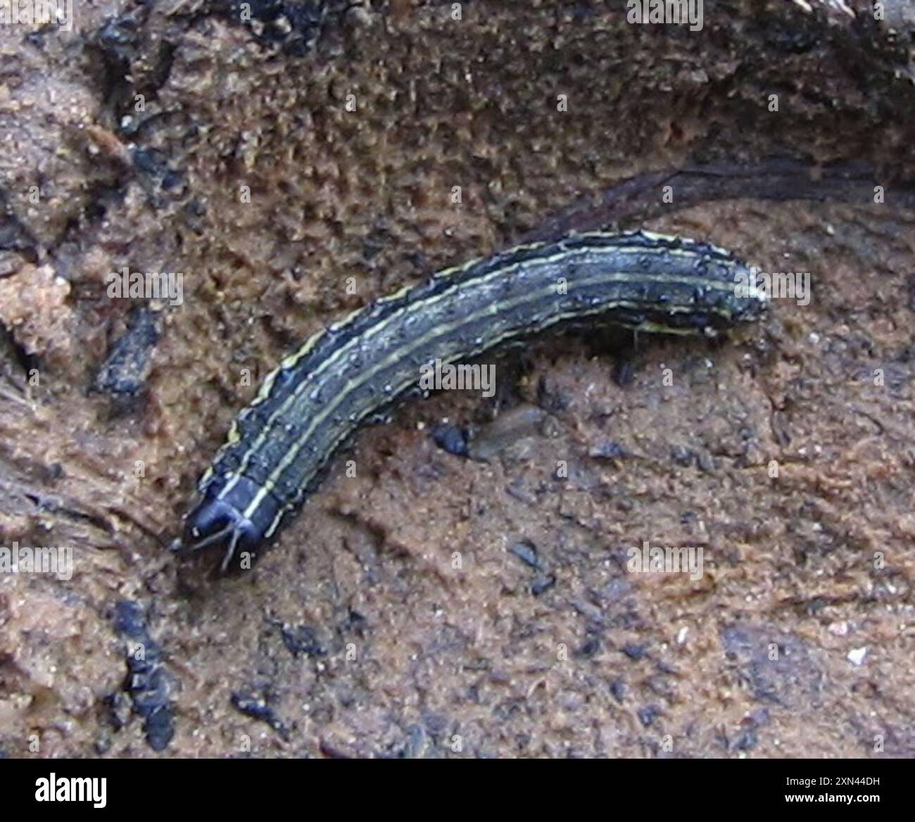 Fall Armyworm Moth (Spodoptera frugiperda) Insecta Stock Photo - Alamy