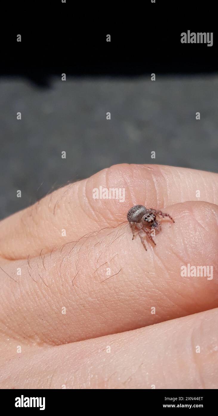 Cyclops Jumping Spider (Opisthoncus polyphemus) Arachnida Stock Photo ...
