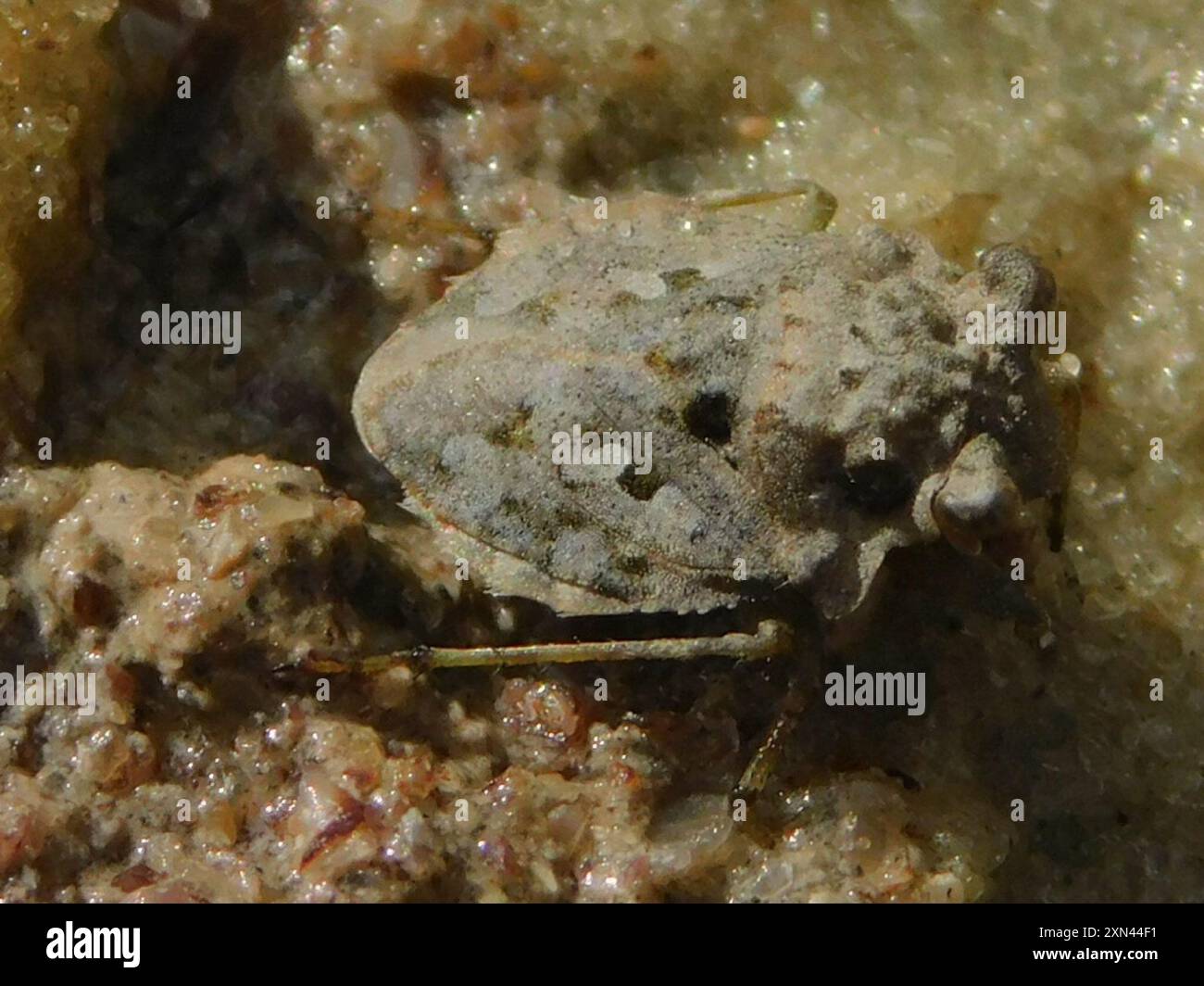 Big-eyed Toad Bug (Gelastocoris oculatus) Insecta Stock Photo - Alamy