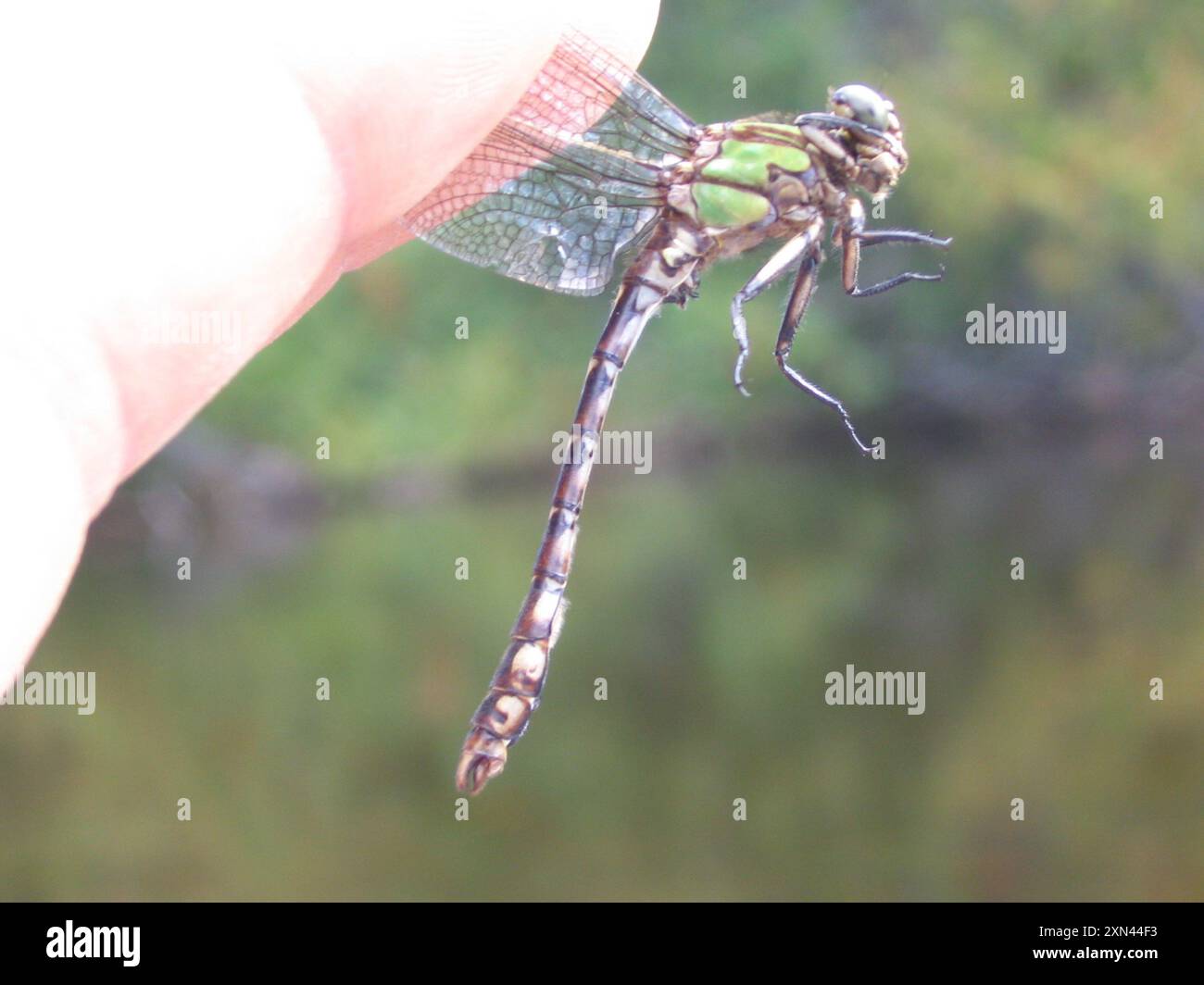 Boreal Snaketail (Ophiogomphus colubrinus) Insecta Stock Photo - Alamy