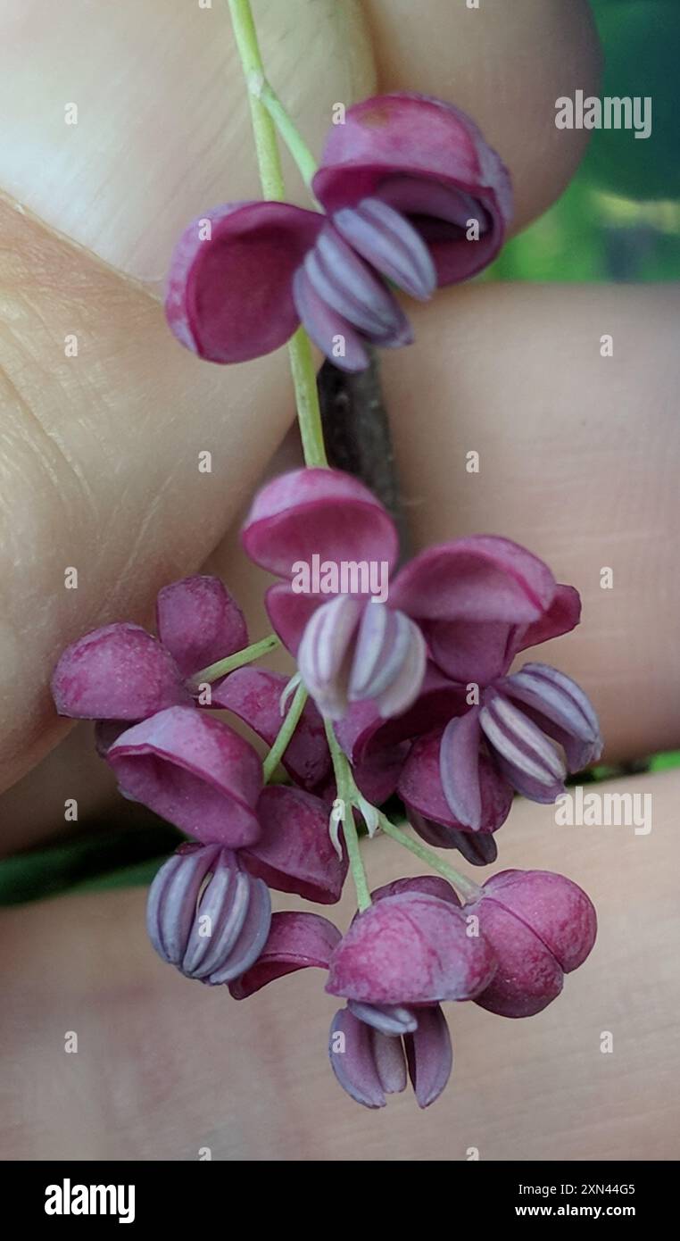 Five-leaf akebia (Akebia quinata) Plantae Stock Photo - Alamy