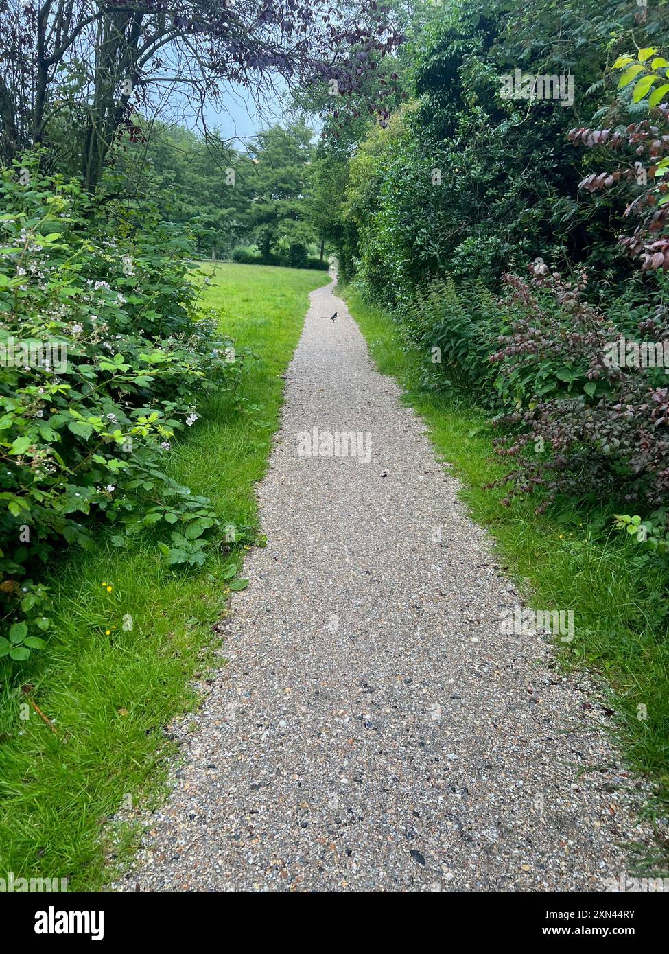 Pathway grass trees growing hi-res stock photography and images - Alamy
