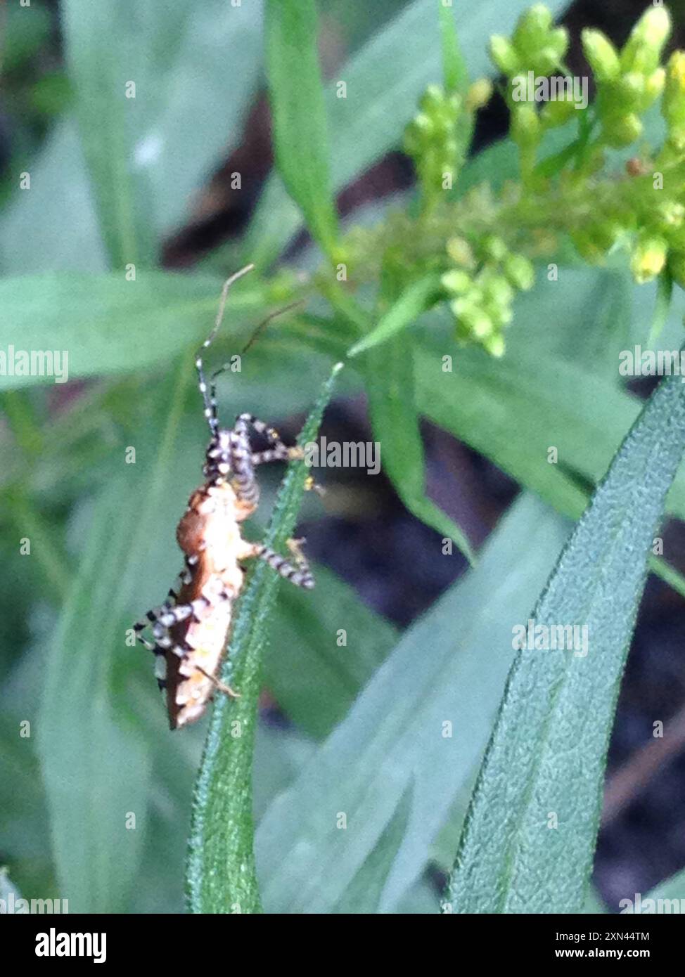 Ringed Assassin Bug (Pselliopus cinctus) Insecta Stock Photo - Alamy