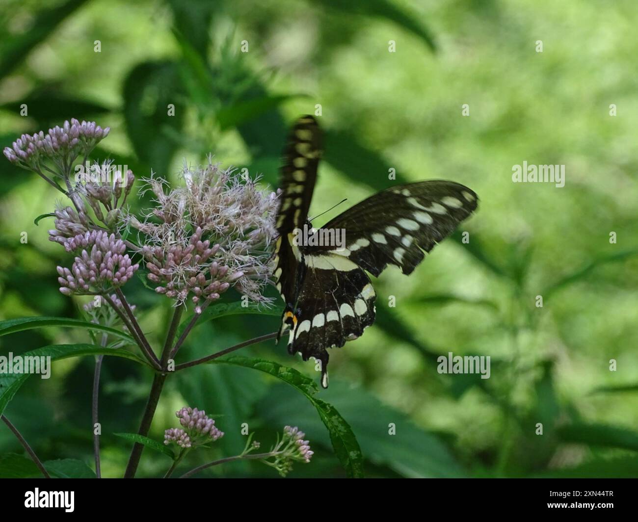 Eastern Giant Swallowtail (Heraclides cresphontes) Insecta Stock Photo ...