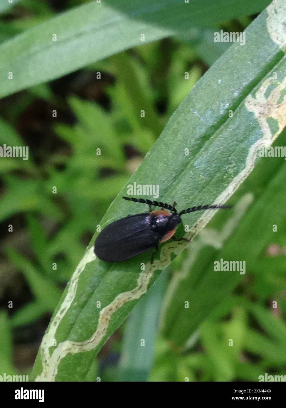 Black Firefly (Lucidota atra) Insecta Stock Photo - Alamy