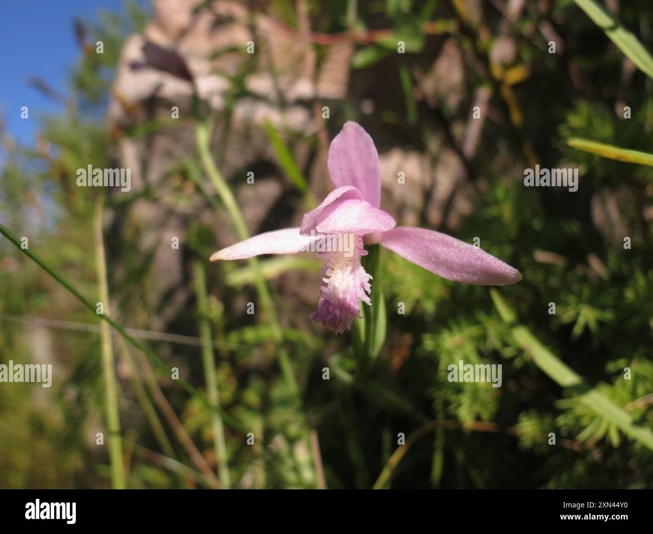 Rose Pogonia (Pogonia ophioglossoides) Plantae Stock Photo - Alamy