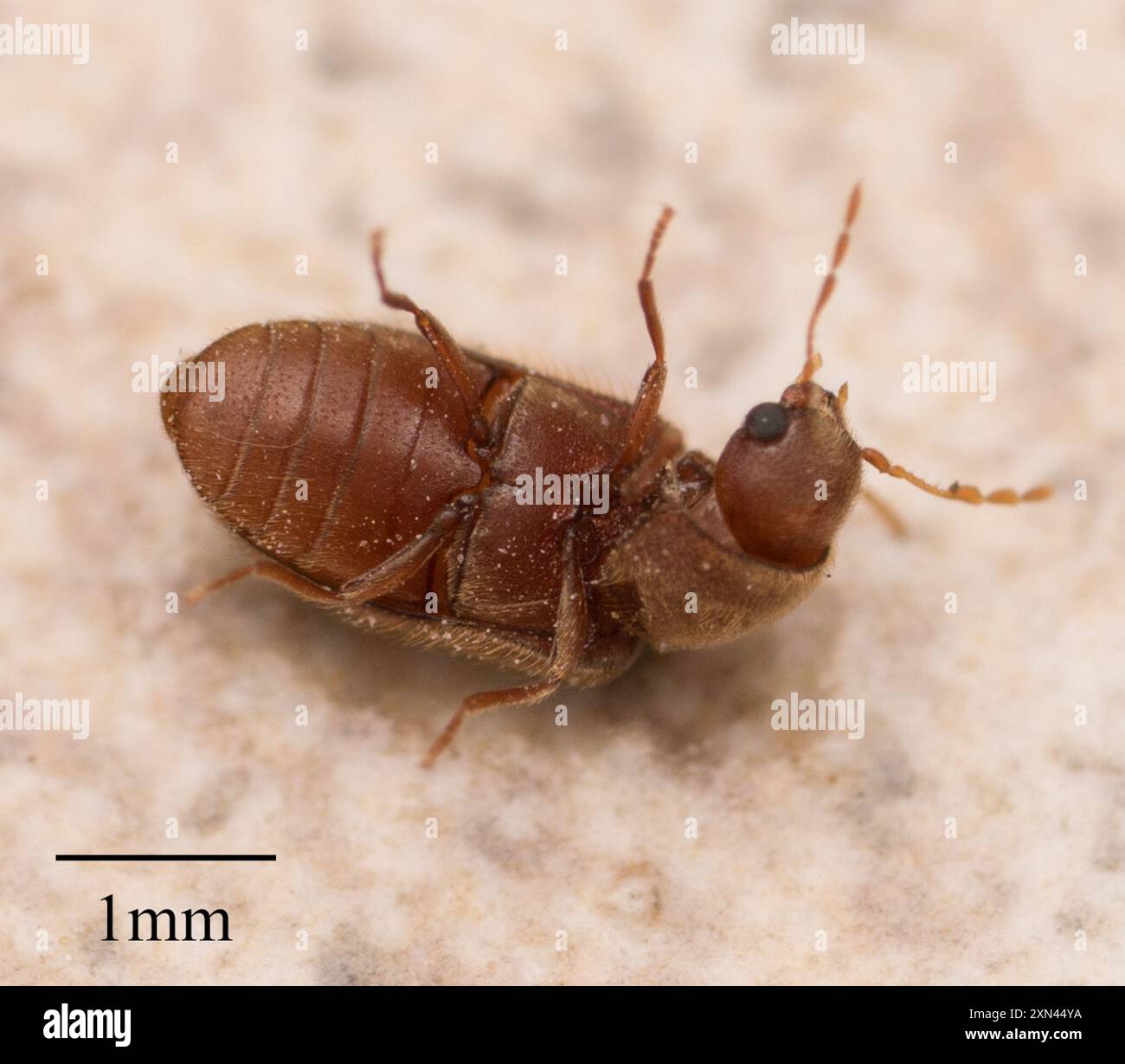 Drugstore Beetle (Stegobium paniceum) Insecta Stock Photo - Alamy