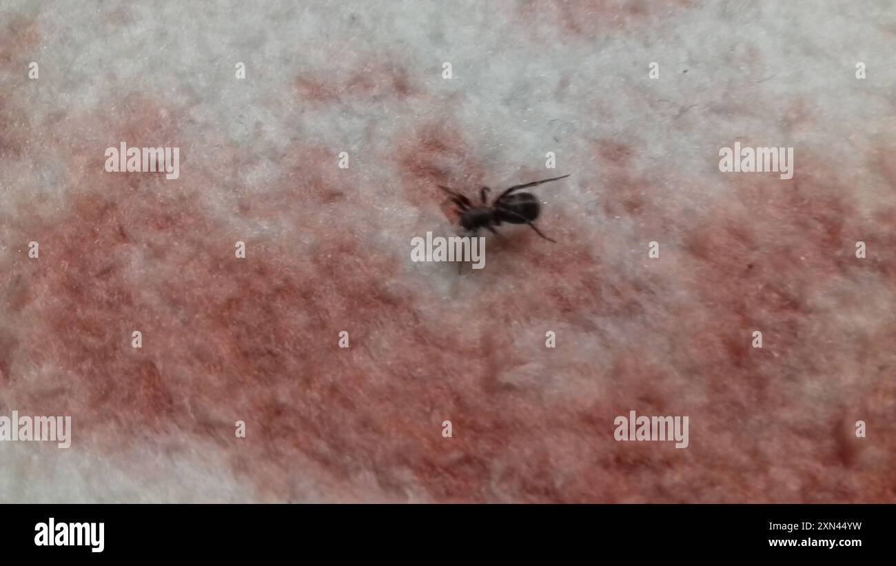 Ground and Ant-mimic Sac Spiders (Corinnidae) Arachnida Stock Photo - Alamy