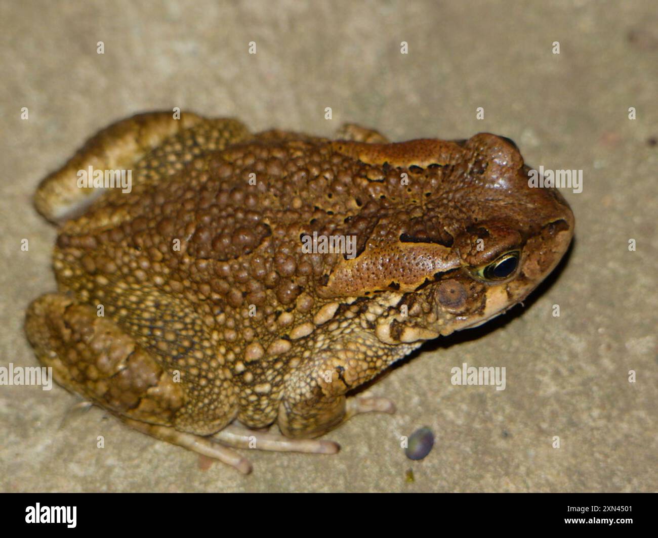 Raucous Toad (Sclerophrys capensis) Amphibia Stock Photo - Alamy
