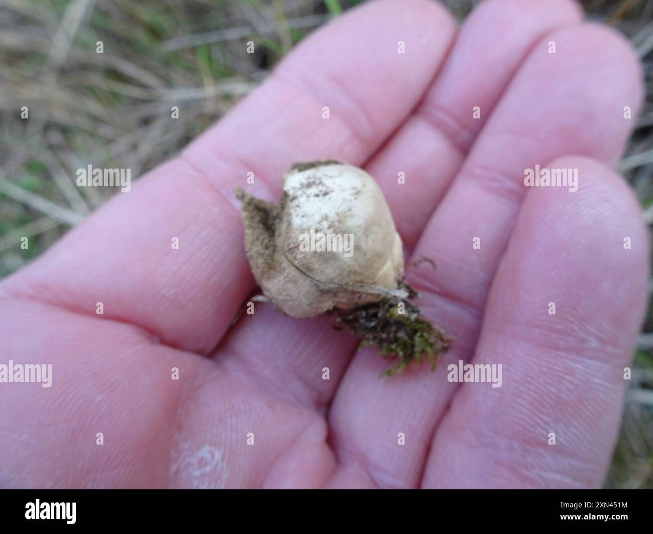 puffballs (Lycoperdaceae) Fungi Stock Photo - Alamy