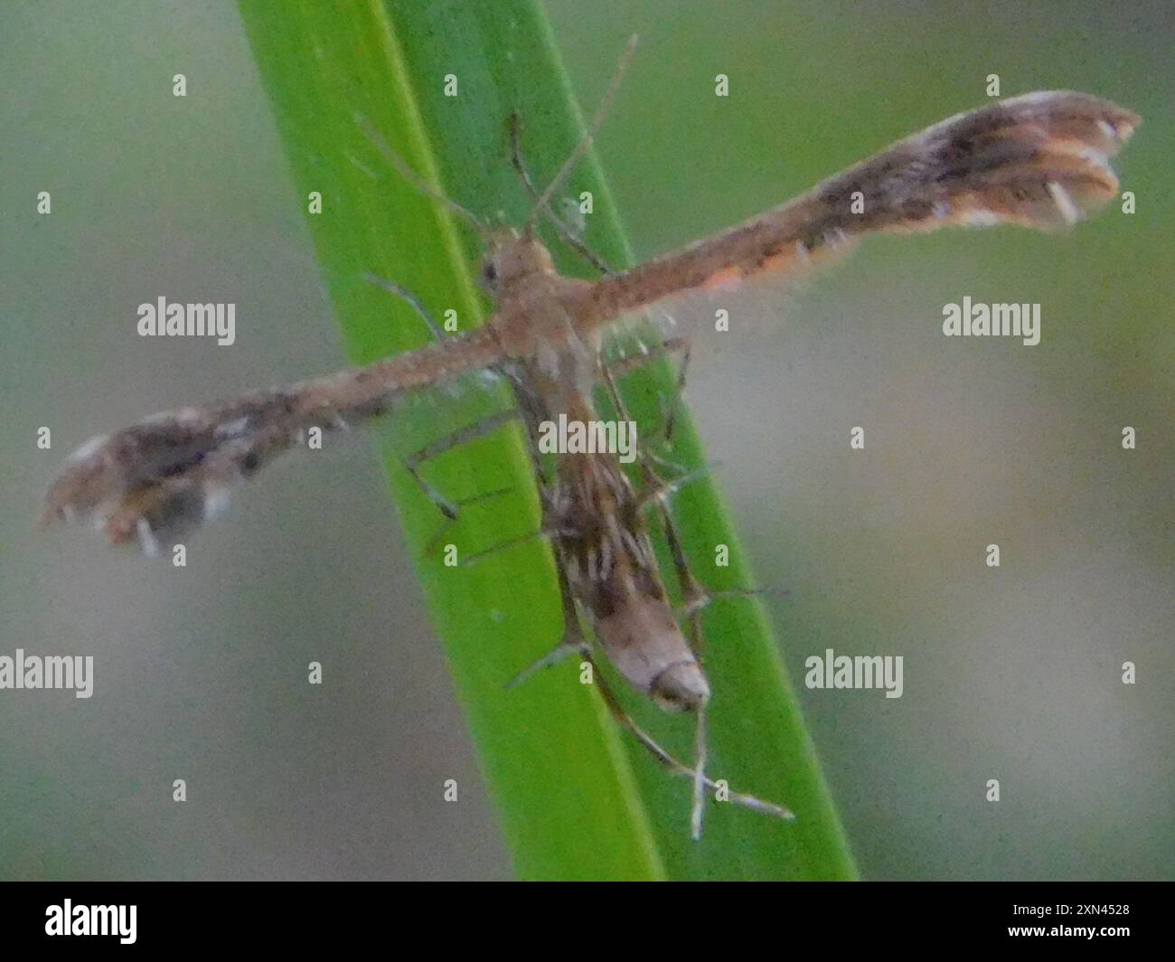 Spiderling Plume Moth (Megalorhipida leucodactylus) Insecta Stock Photo ...