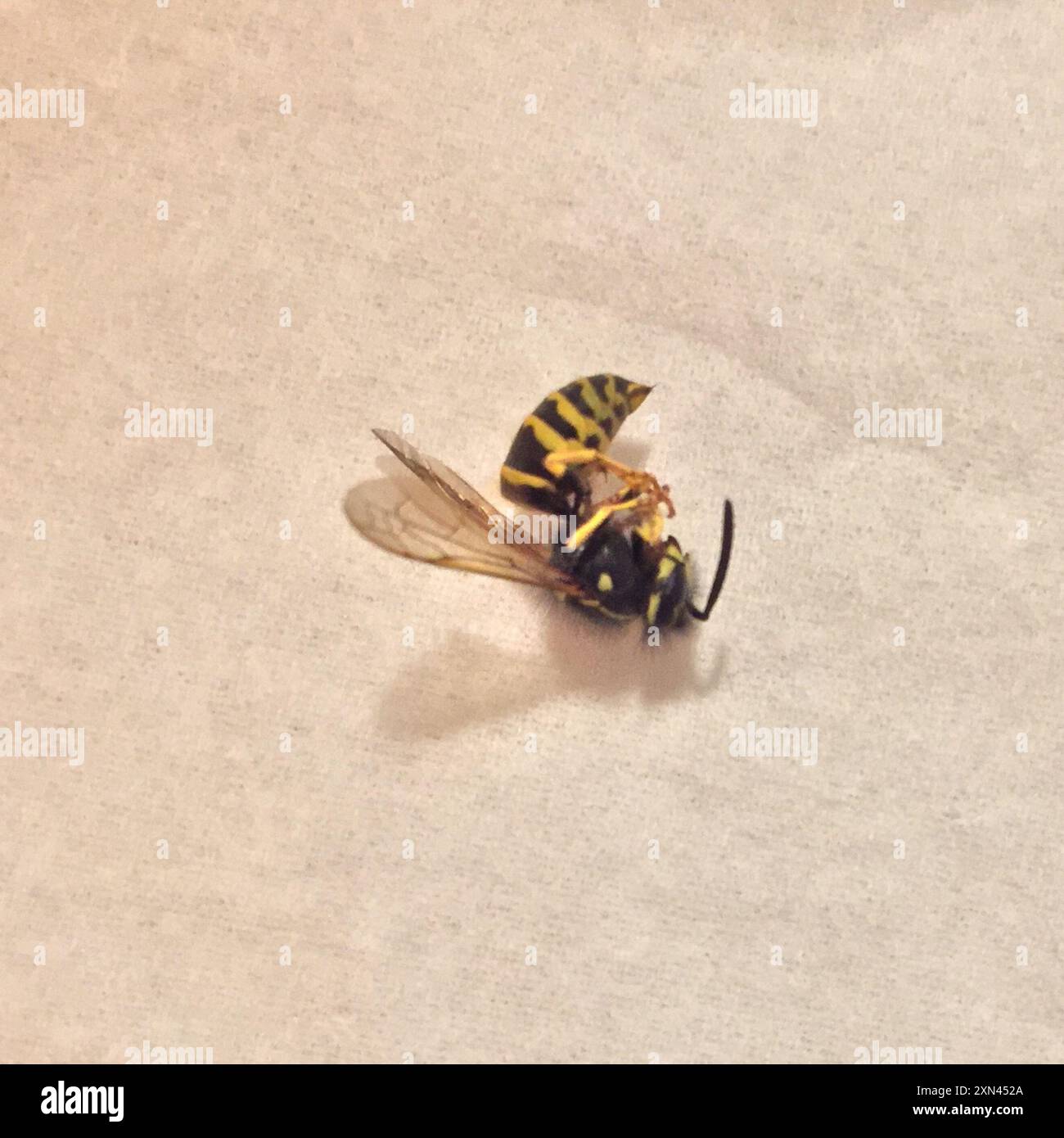 Alaska Yellowjacket (Vespula alascensis) Insecta Stock Photo - Alamy