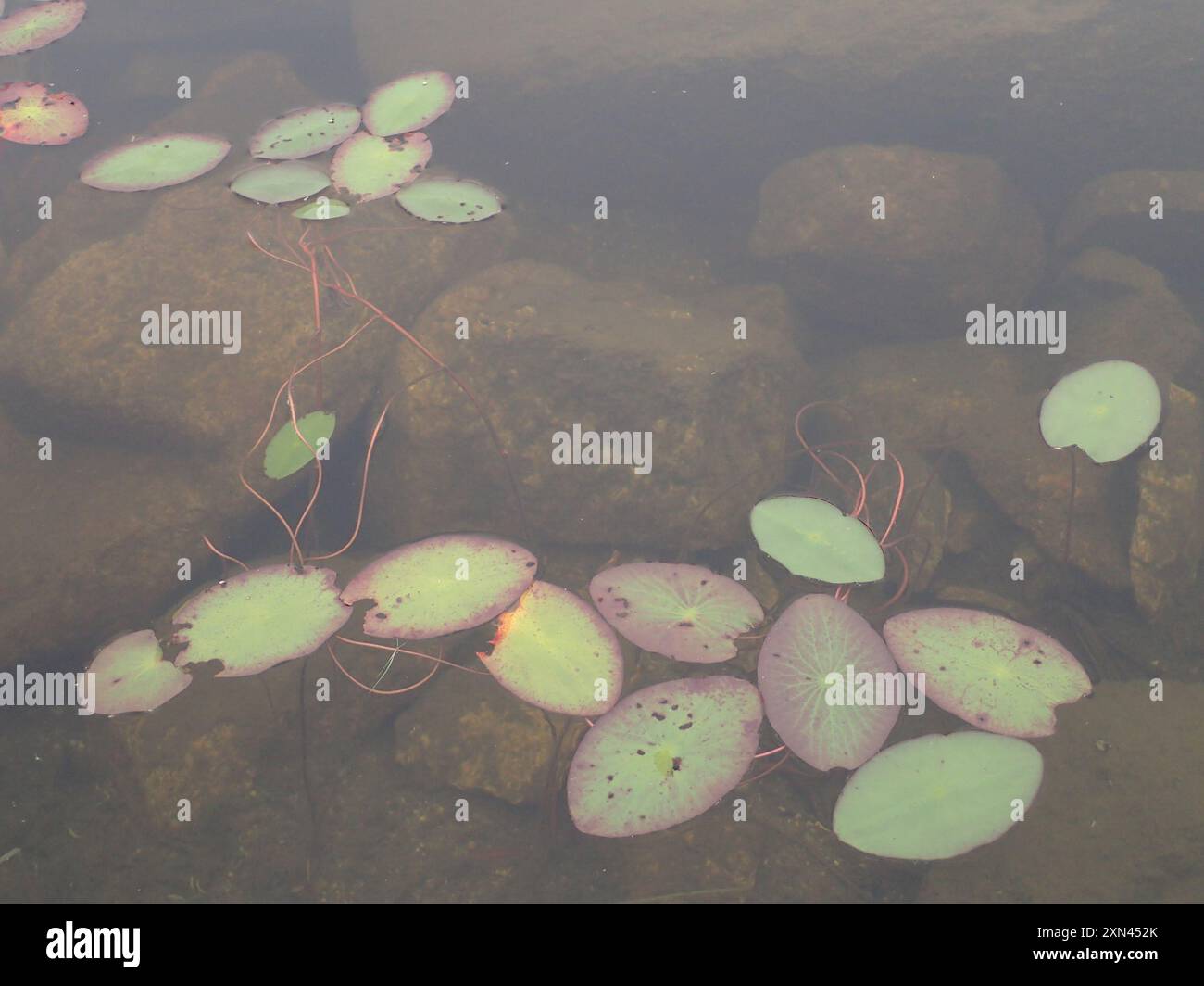Watershield (Brasenia schreberi) Plantae Stock Photo - Alamy