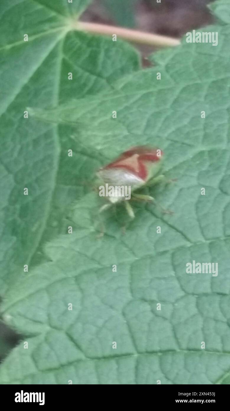 Red-cross Shield Bug (Elasmostethus cruciatus) Insecta Stock Photo - Alamy