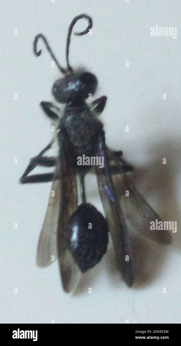 Mexican Grass-carrying Wasp (Isodontia mexicana) Insecta Stock Photo ...
