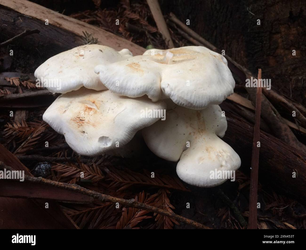 Large White Leucopax (Leucopaxillus albissimus) Fungi Stock Photo - Alamy