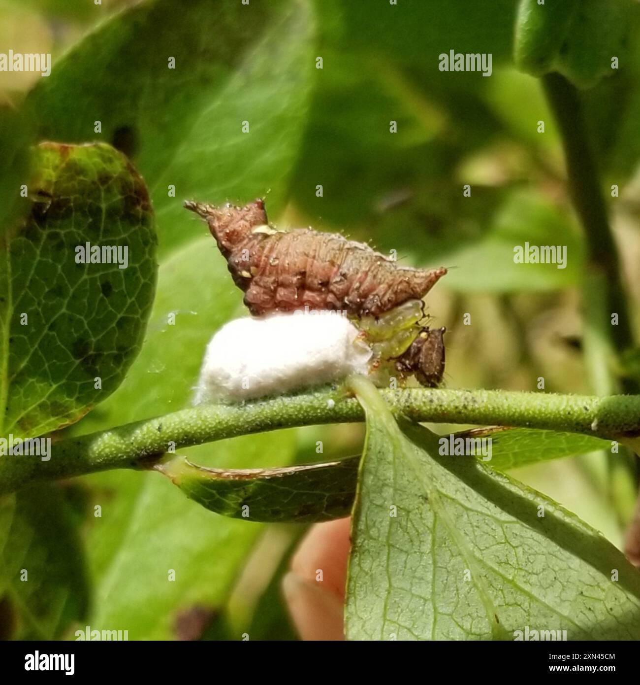 Unicorn Prominent (Coelodasys unicornis) Insecta Stock Photo - Alamy