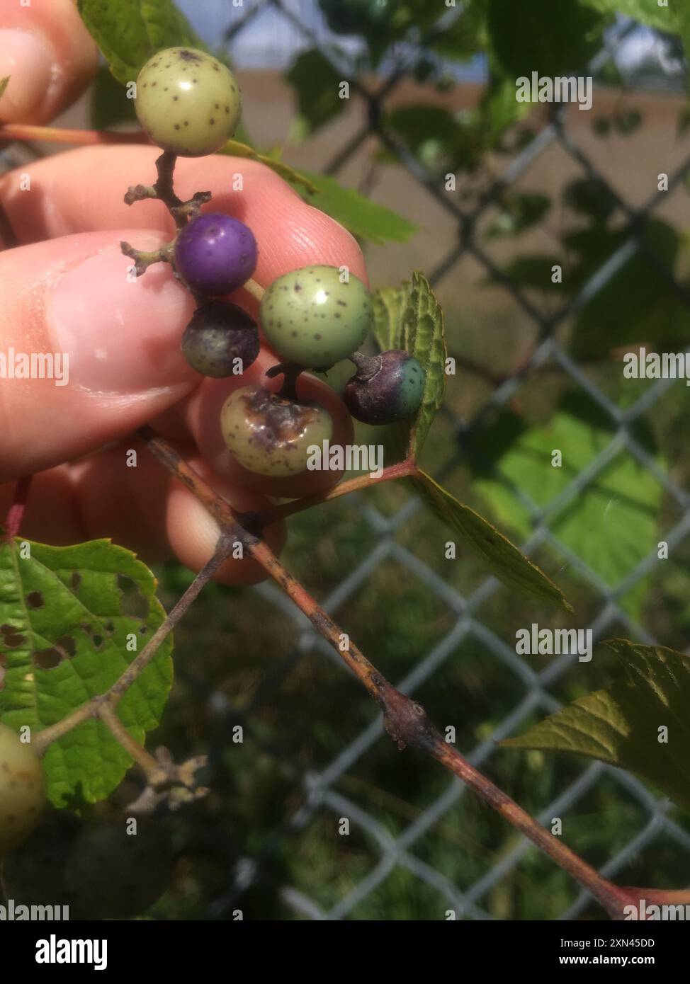 Porcelain Berry (Ampelopsis glandulosa) Plantae Stock Photo - Alamy