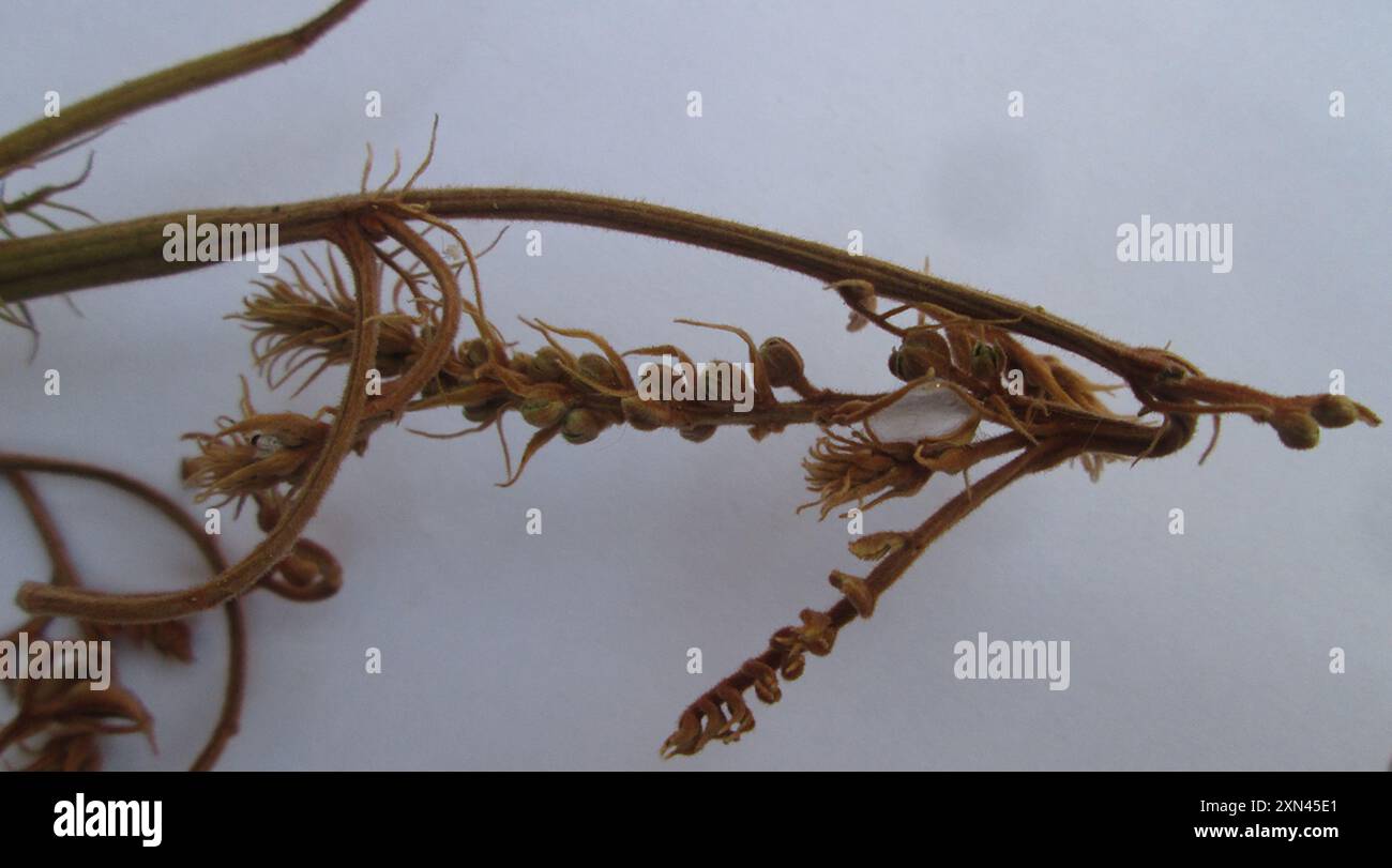 Weeping wattle (Peltophorum africanum) Plantae Stock Photo - Alamy